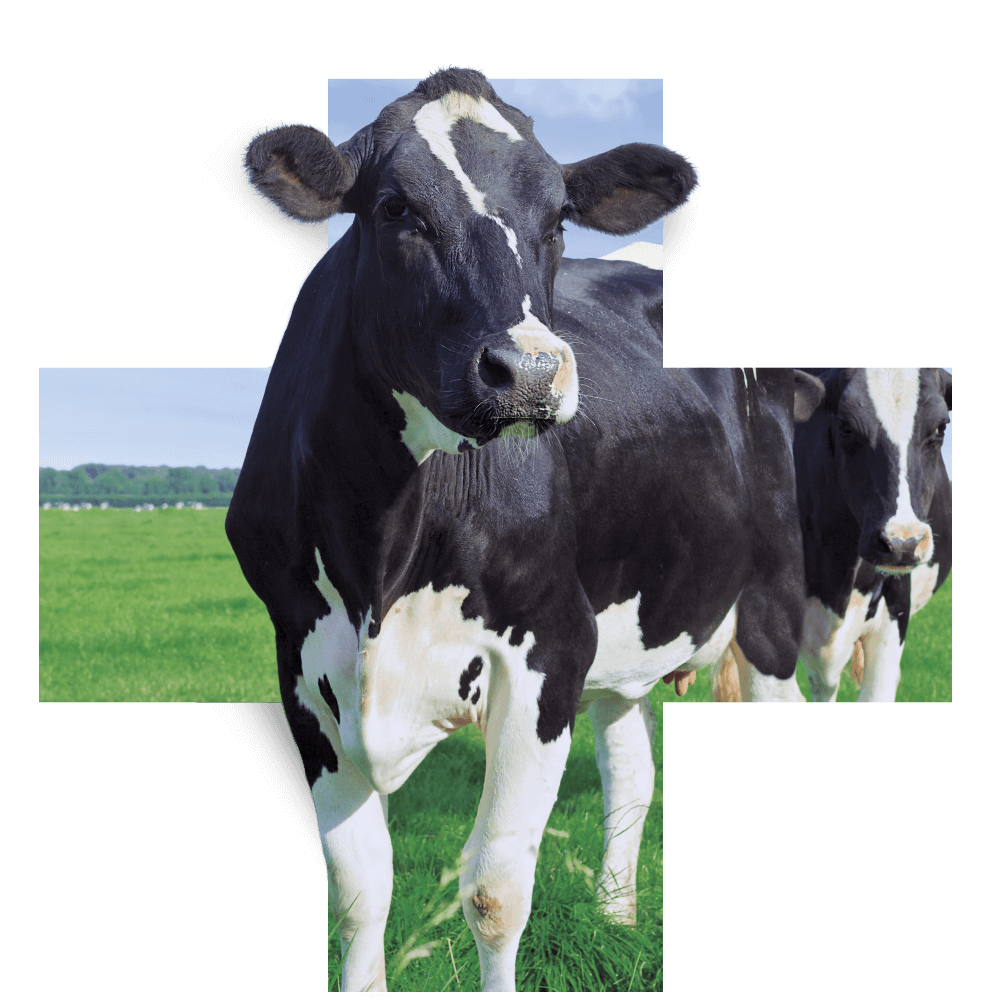 Découvrez ce que sont les strongles gastro-intestinaux bovins et ...