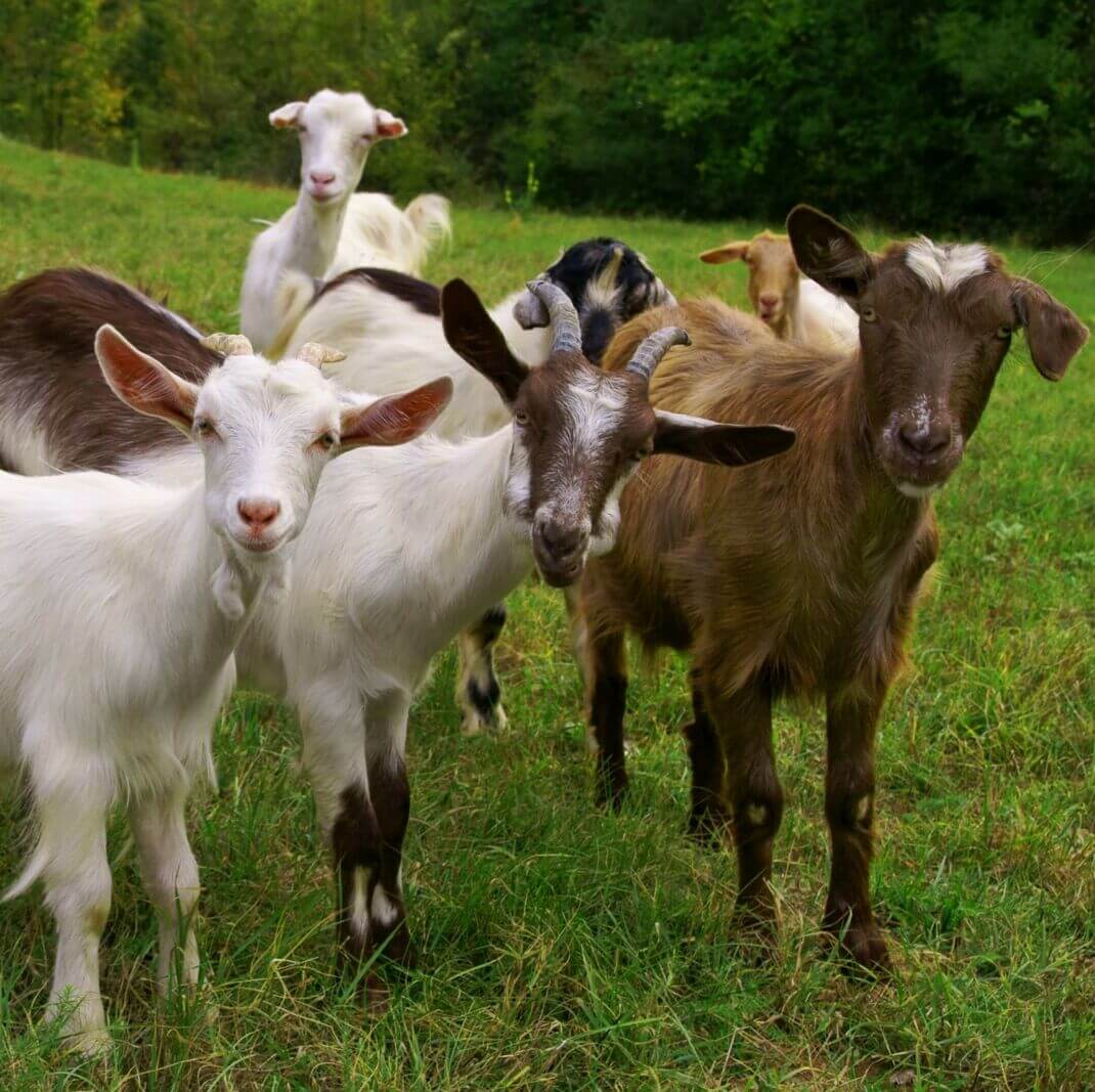 Vermifuge petits ruminants : mouton, chèvre... | Jefaisletri