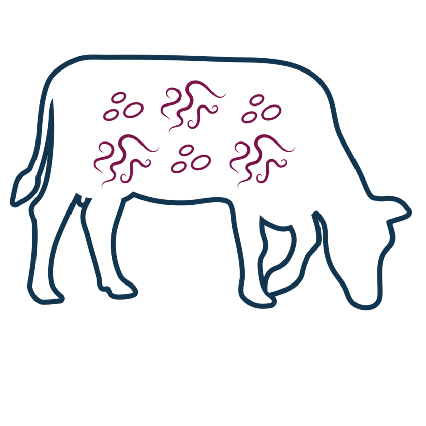 Découvrez ce que sont les strongles gastro-intestinaux bovins et ...